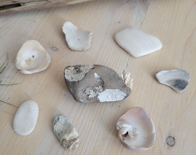 Sea Urchin Shells, Natural California Sea Shell, Set of 2, Genuine Sea ...