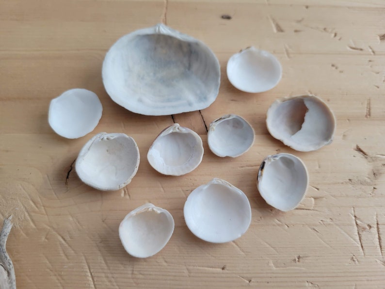White Clam Shells Set, California Beach Decor, Craft Shells - Etsy