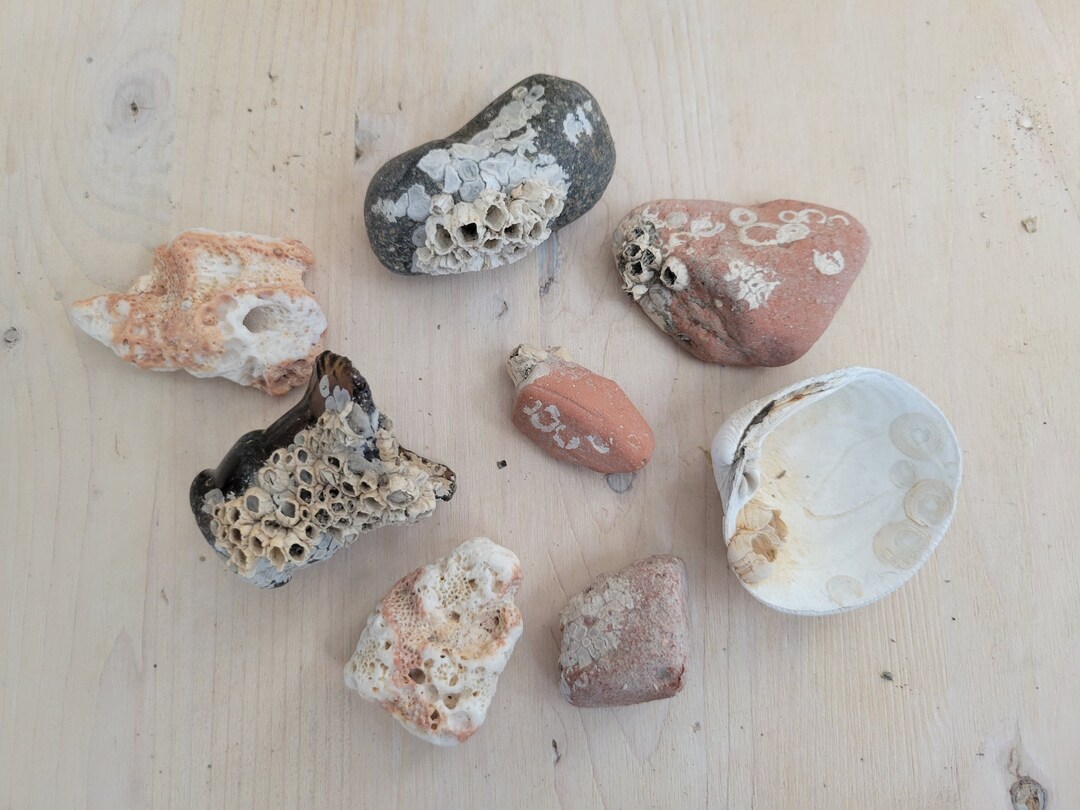 Beach Treasures Lot, Shells W/ Barnacles, Barnacle Beach Glass, Tumbled ...