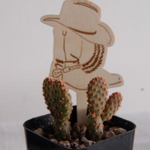 Western Themed Party Favor Plant Picks, Succulent Picks, Bridal Shower ...