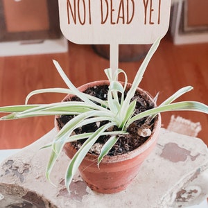 I'm Rooting for You | Funny Wood Plant Markers | Plant Picks ...