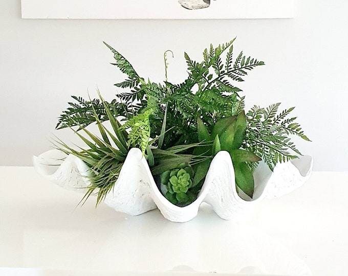 Sea Shell X-large Tonna Olearium - Etsy