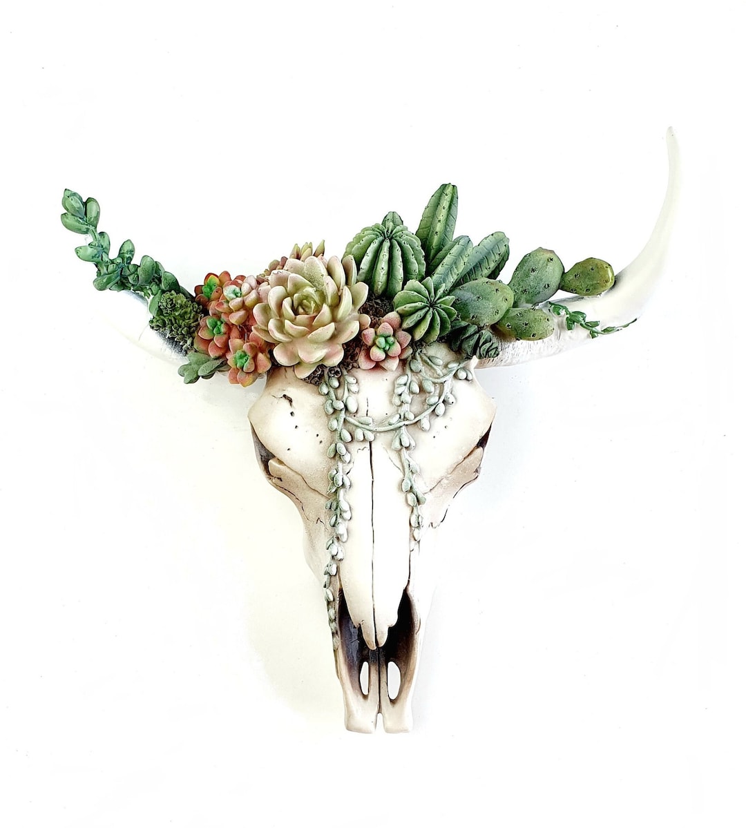 Succulent Cow Skull, Bull Skull, Skull, Cow Skull, Succulent Art ...