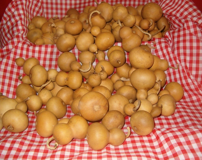 25 Mini Nigerian Bottle Gourds ( Dried & Cleaned) - Etsy