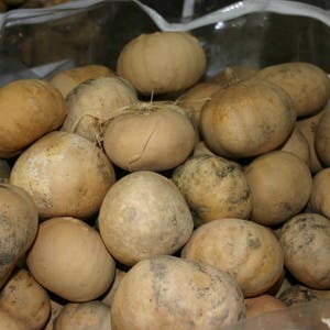 100 Quality Mini Flat Round Gourds Dried & Cleaned - Etsy