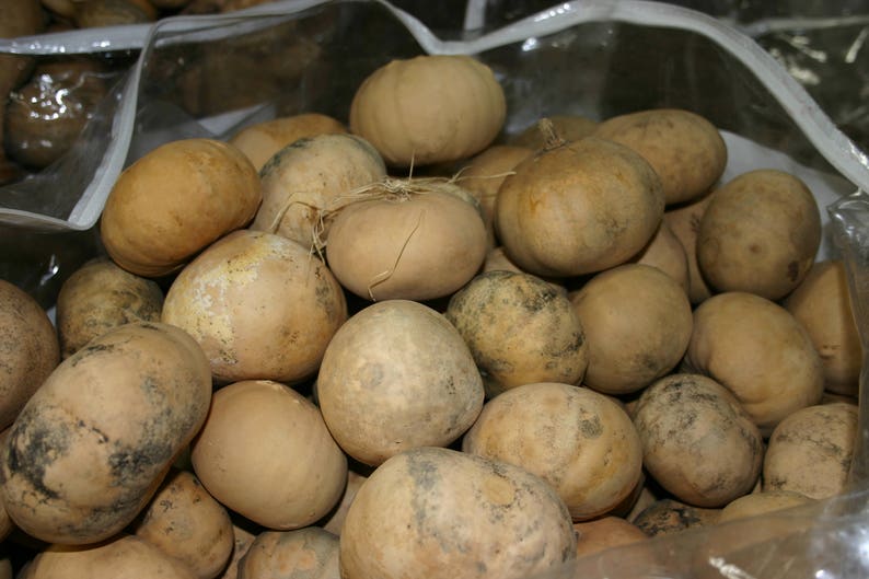 GOURDS 25 Quality Mini Flat Round Gourds ( Dried & Cleaned) - Etsy