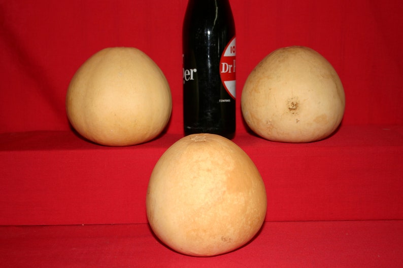 GOURDS 20 Extra Large Round Ball Gourds ( Dried & Cleaned ) - Etsy
