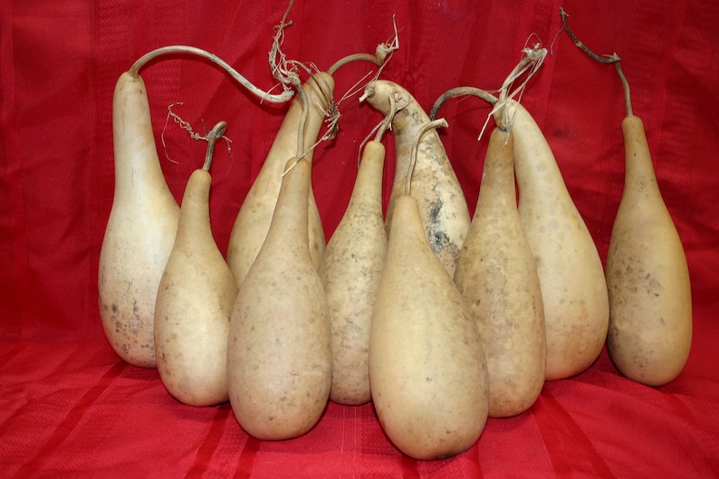 GOURDS 10 Medium Penguin/powder Horn Gourds ( Dried & Cleaned) - Etsy