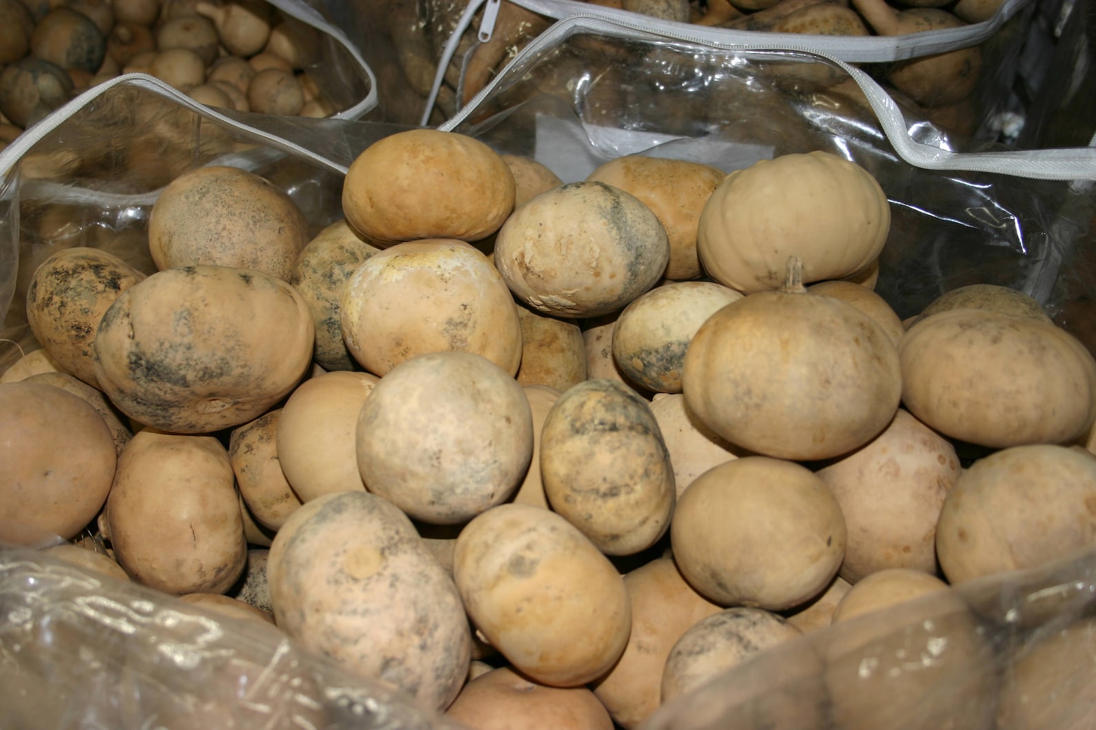 50 Quality Mini Flat Round Gourds Dried & Cleaned - Etsy