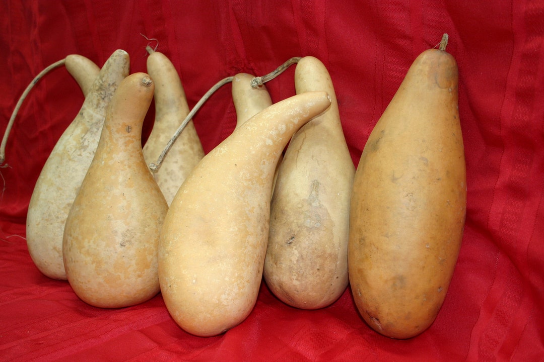 GOURDS 4 Large Penguin/powder Horn Gourds ( Dried & Cleaned) - Etsy