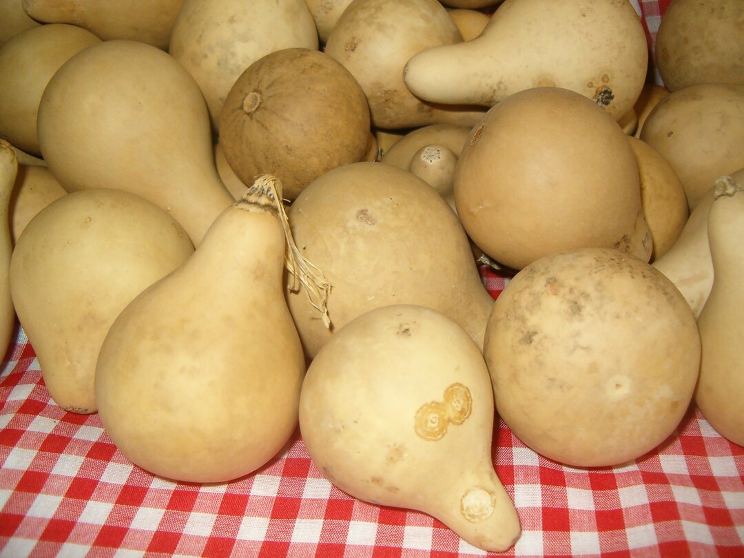 15 Quality Mini Pear Gourds ( Cleaned and Dried ) - Etsy