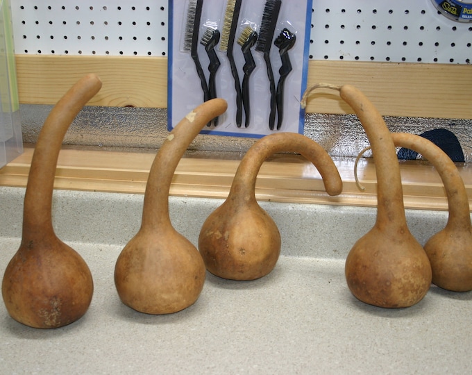 Extra Long Handle Dipper Gourds Seeds TREATED SEEDS - Etsy