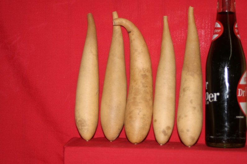 GOURDS 50 - 7" and Longer Extra Large Banana Gourds - Etsy