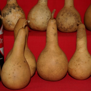 50 Mini Long Handle Dipper Gourds Dried & Cleaned - Etsy