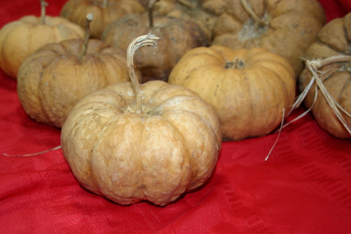 GOURDS Group of 5 Cheese Gourds ( Dried & Cleaned) - Etsy