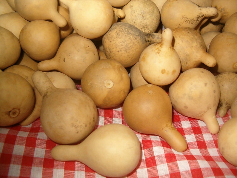 100 Jewelry / Tenn. Spinner Gourds ( Dried & Cleaned) - Etsy