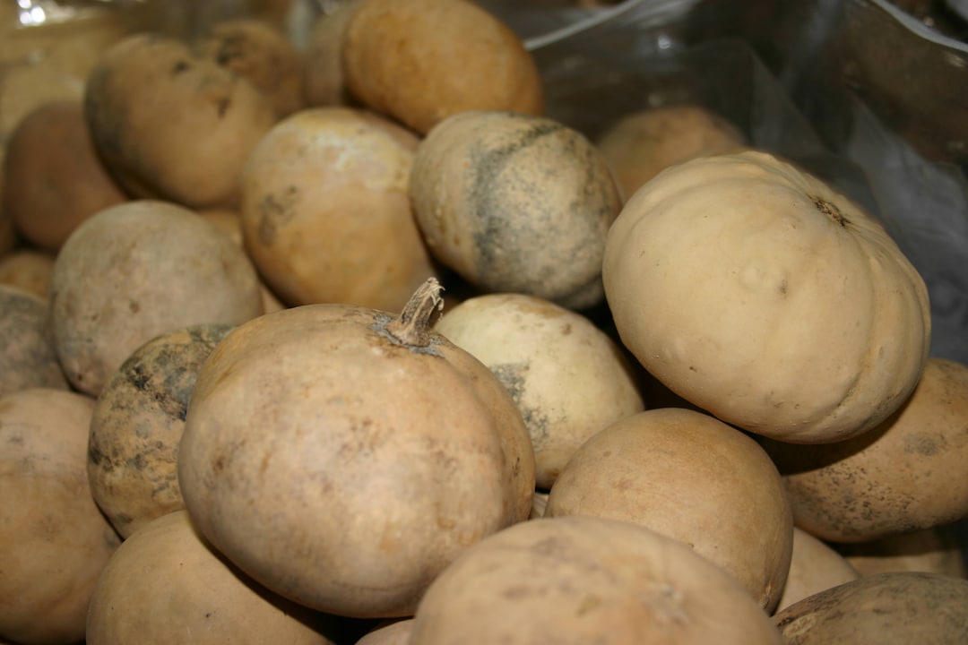 50 Quality Mini Flat Round Gourds Dried & Cleaned - Etsy