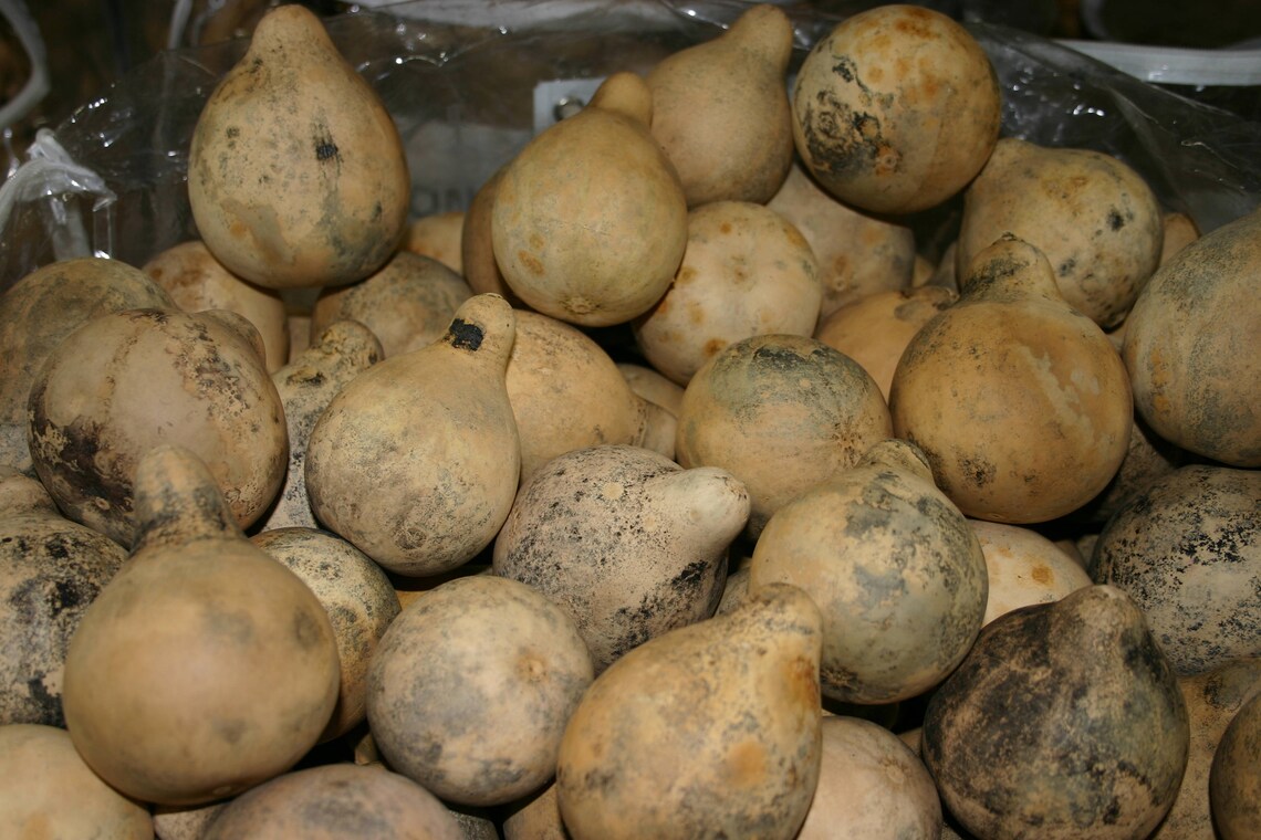 25 Quality Mini Pear Gourds ( Dried & Cleaned) - Etsy