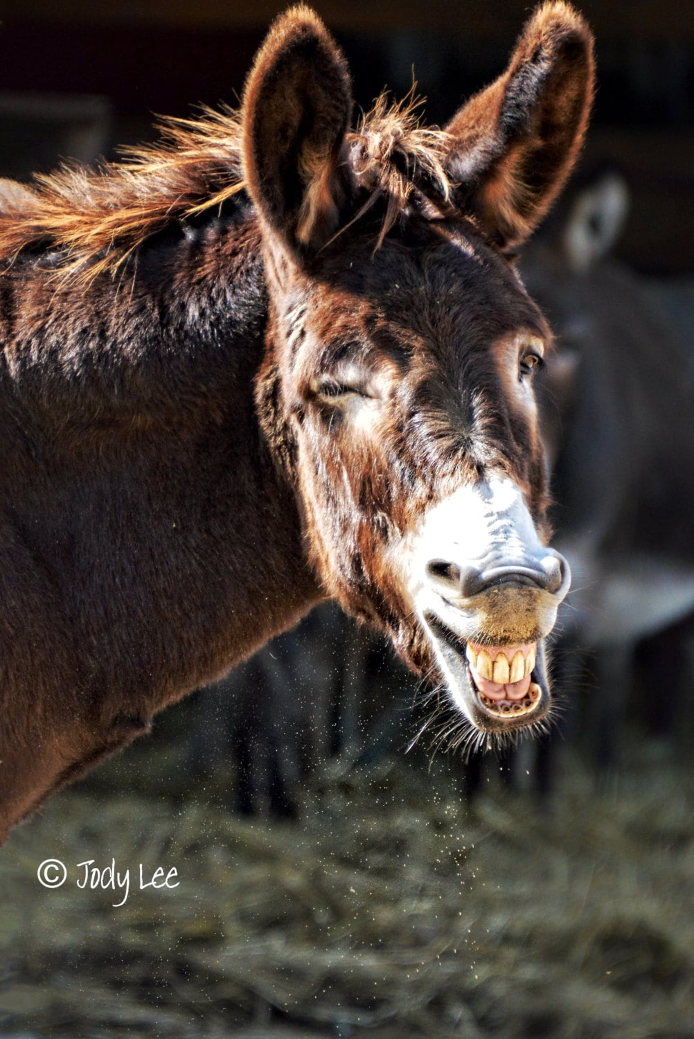 Donkey, Mule, Farm Animal,animal Photograph, Humor,donkey Photograph ...