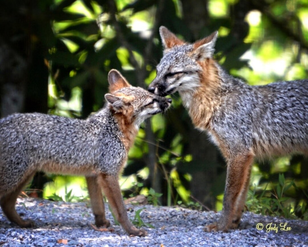 Fox Photograph, Grey Fox Kit, Wildlife Photography, Nature Photography ...
