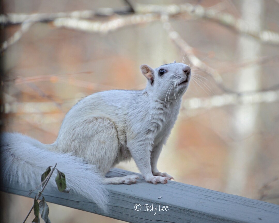 Ardilla blanca, ardilla fotografía, Carolina del norte, vida silvestre ...