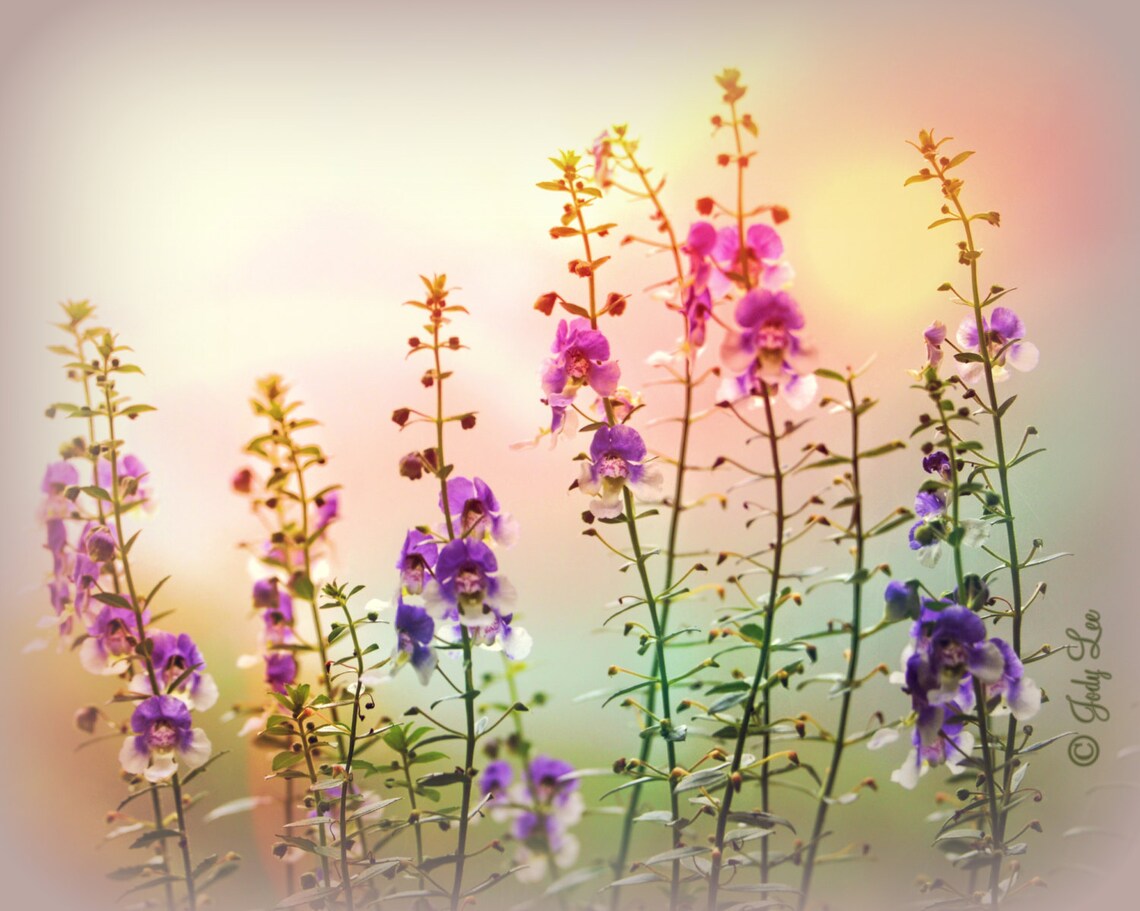 Wildflower, Nature Photography, Floral, Pastel, Pastel Flowers, Pastel ...