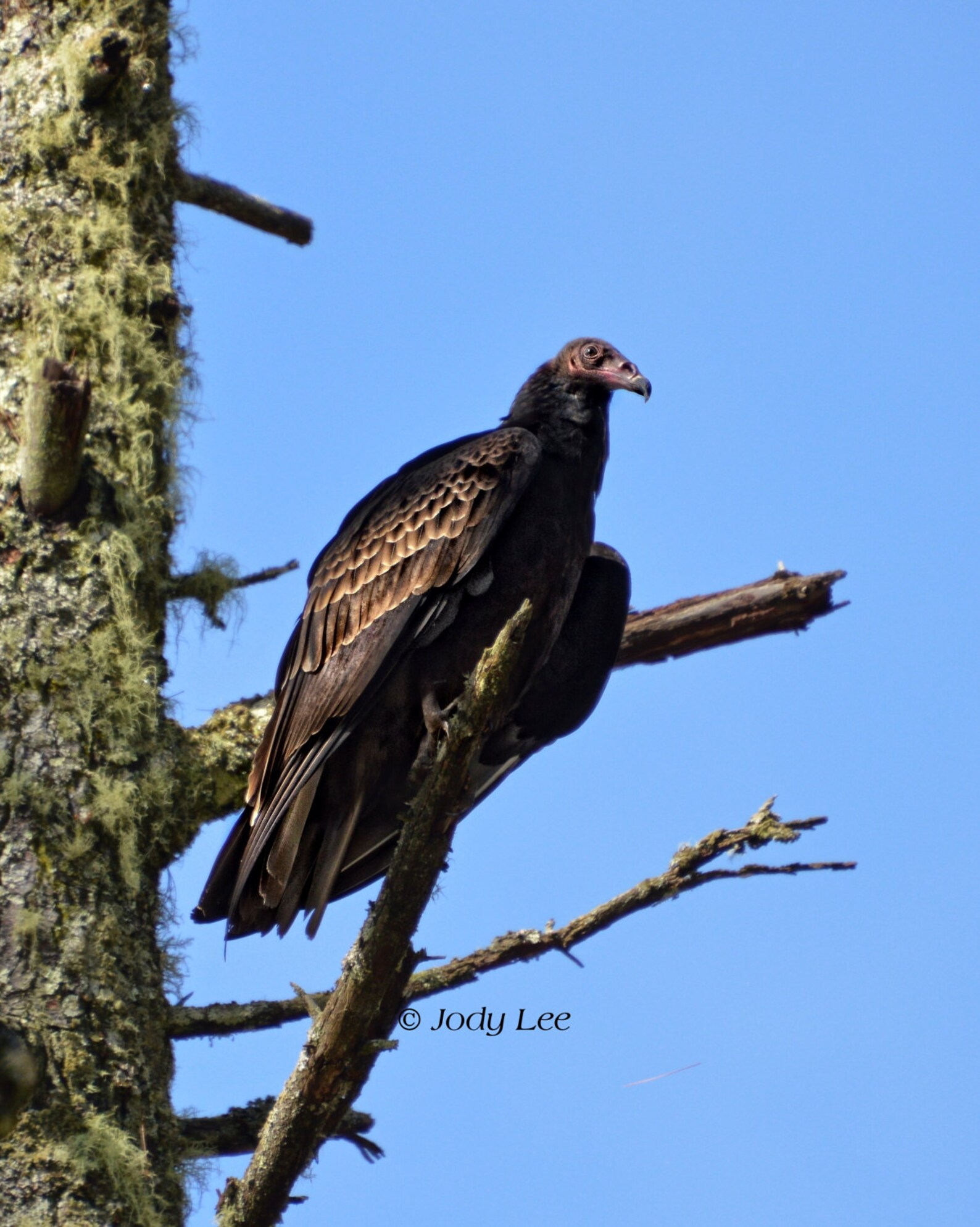 Turkey Vulture Raptor Bird of Prey Wildlife Photography - Etsy