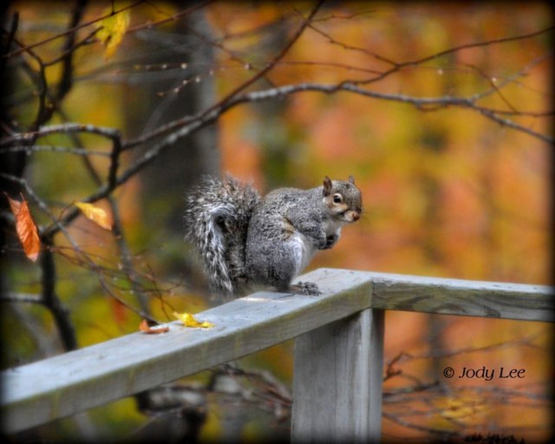 Ardilla, otoño, otoño, fotografía de ardilla, naturaleza, vida ...