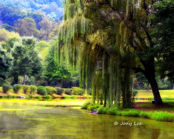 Weeping Willow Tree Photography
