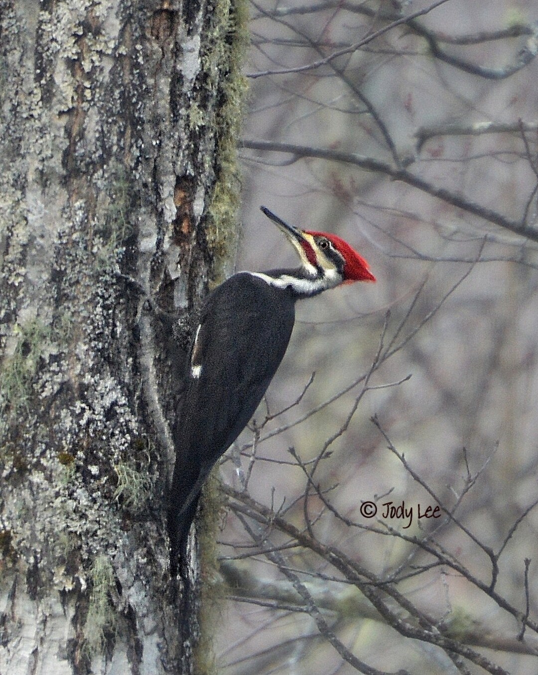 Pileated Woodpecker, Nature Photography, Wildlife Photography, Bird ...
