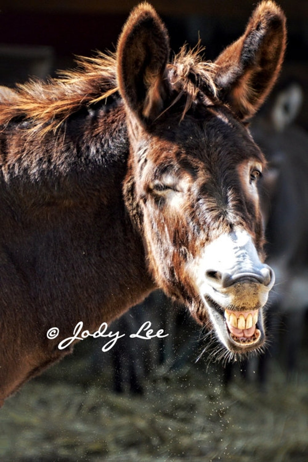 Digital Download, Instant Download, Mule, Donkey, Farm Animal, Funny ...