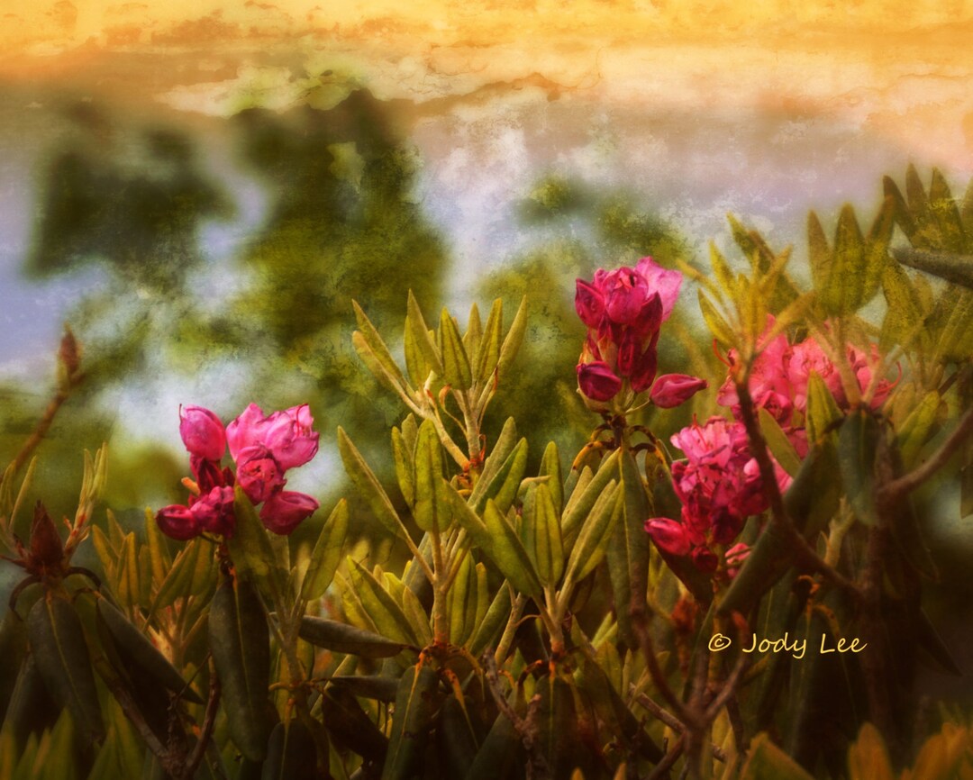 Rhododendron Blue Ridge Parkway Nature Photography Wall - Etsy
