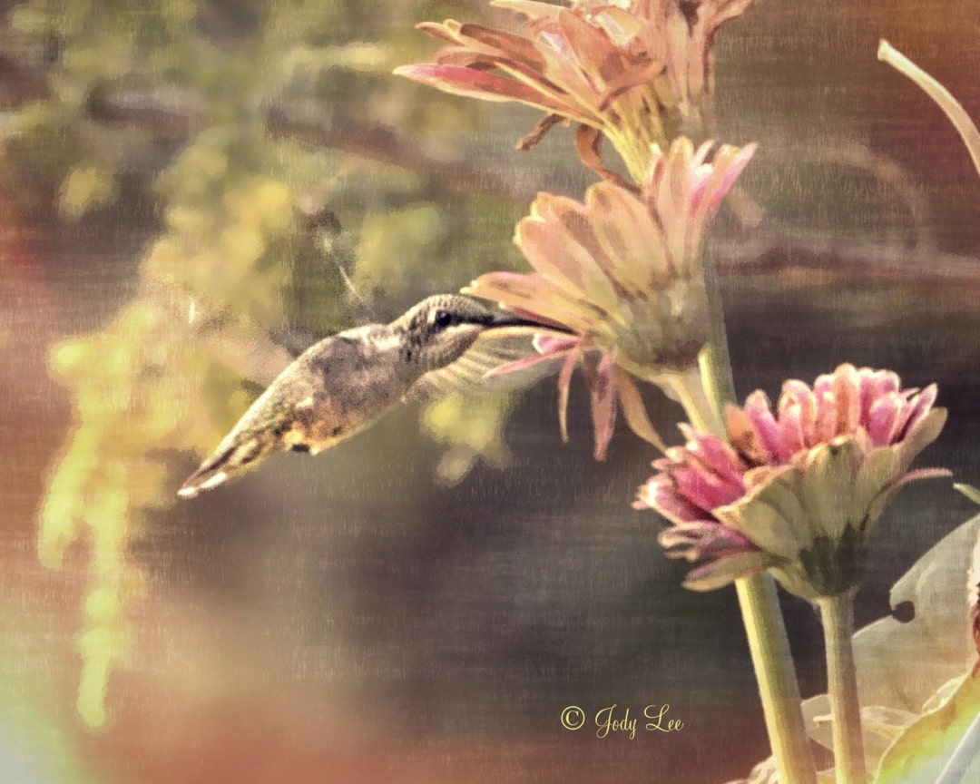 Hummingbird Photograph, Hummingbird Home Decor, Pastel Hummingbird ...