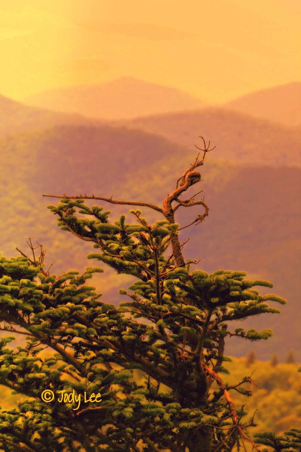 Mountain,tree Dancer, Tree Photography, Blue Ridge, BRP, Landscape ...
