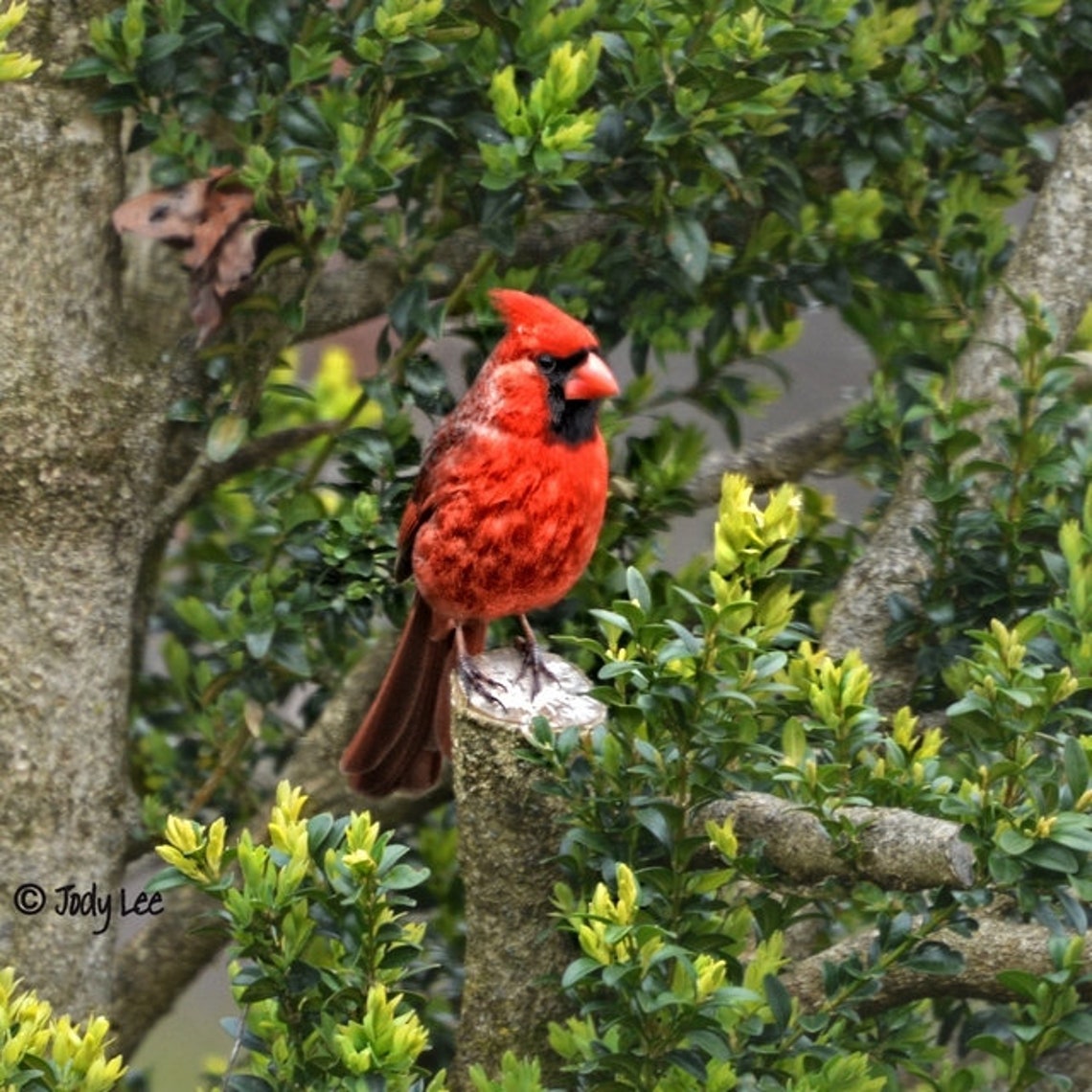 Cardinal, Red Bird, Cardinal Photograph, Nature Photography, Wildlife ...