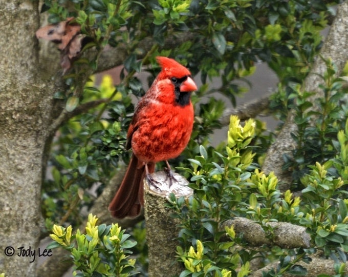 Cardinal, Red Bird, Cardinal Photograph, Nature Photography, Wildlife ...