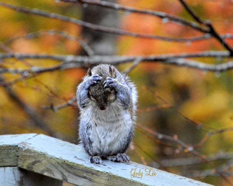 Autumn Fall Colors squirrel Photograph Nature Funny - Etsy
