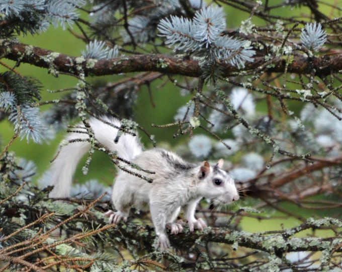 White Squirrel ,wildlife Photography ,fine Art ,wall Art ,home Decor ...
