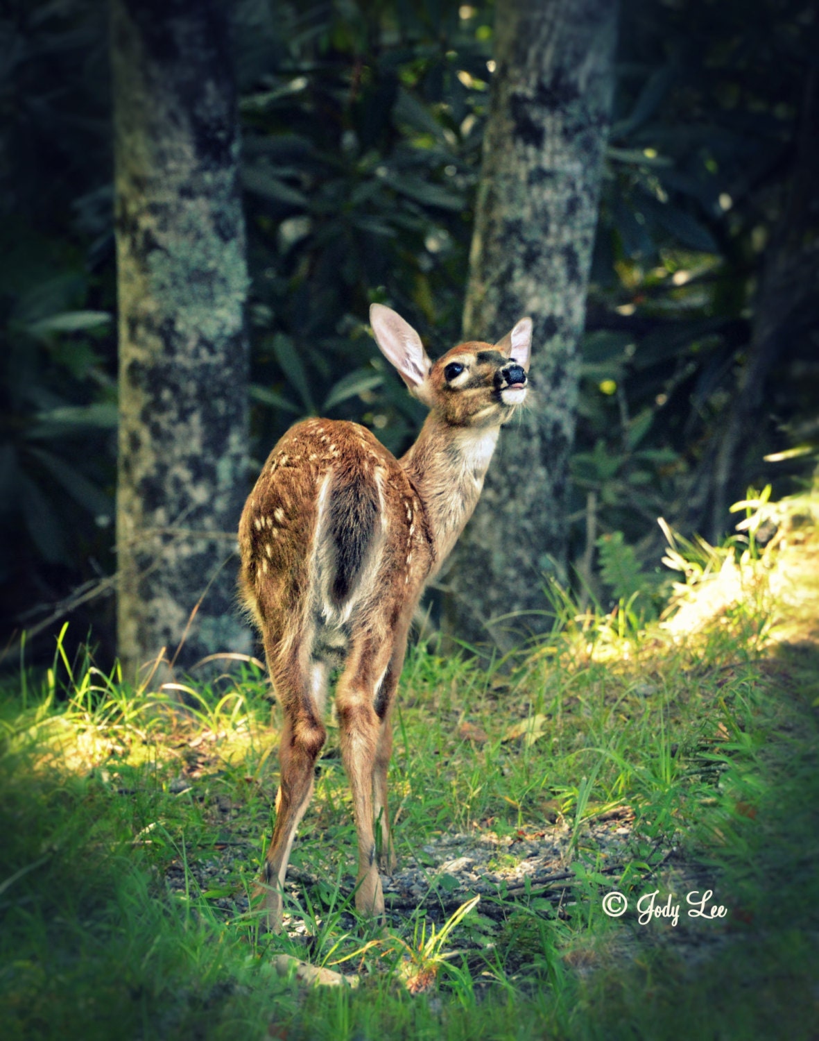 Fawn, Fawn Print, White Tail Deer, Baby Deer, Fawn Wall Art, Home Decor ...