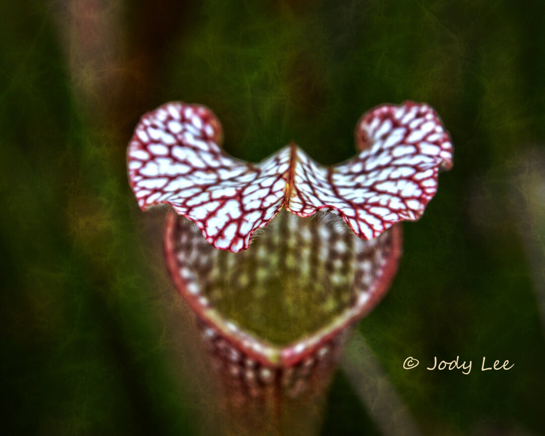 Pitcher Plant, Flower Photograph, Wall Art, Nature Photograph,y ...