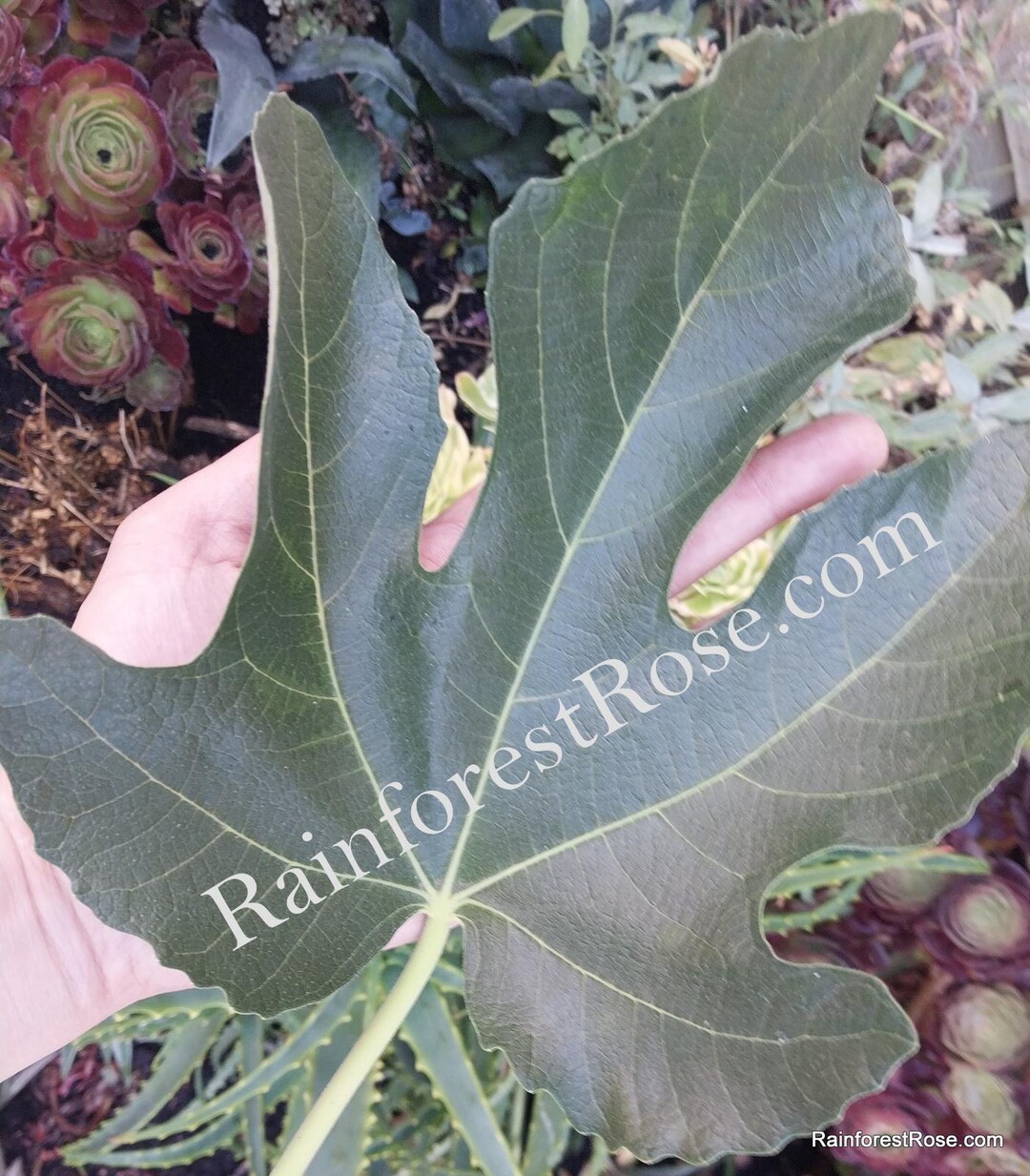 Fig Tree Stem Cuttings, Fig Leaves Food Wrap Tea Dim Sum Propagation ...