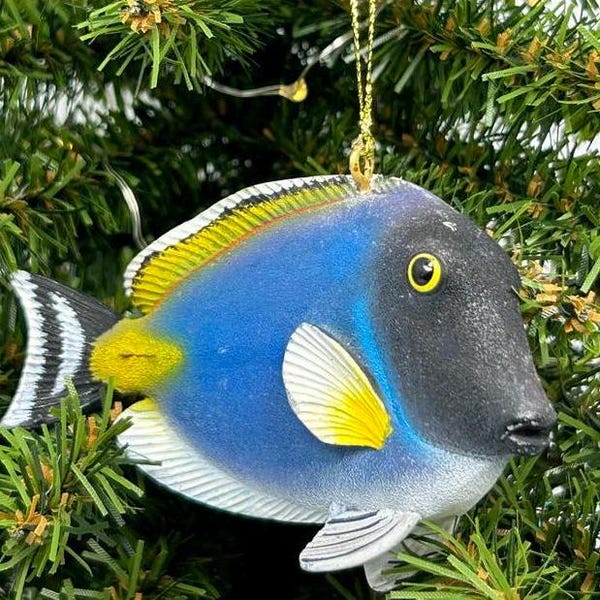 Powder Blue Tang - Etsy