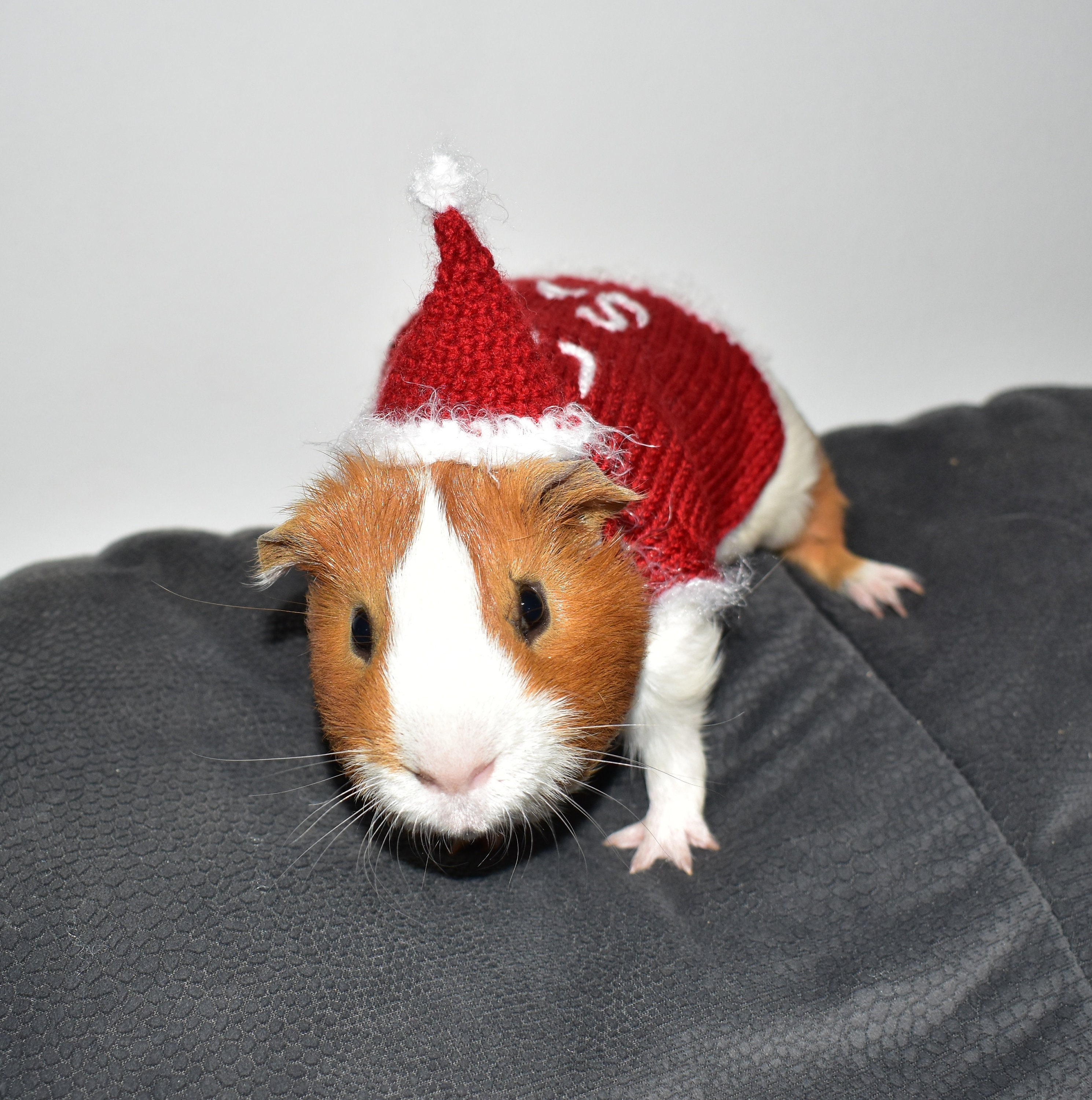 Christmas Guinea Pig Sweater and Hat little Santa Guinea Pig Clothes Christmas Guinea Pig Costume Small Pet Chinchilla Ferret Outfits Gift Etsy