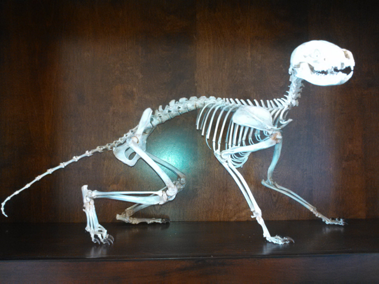 Raccoon Skeleton