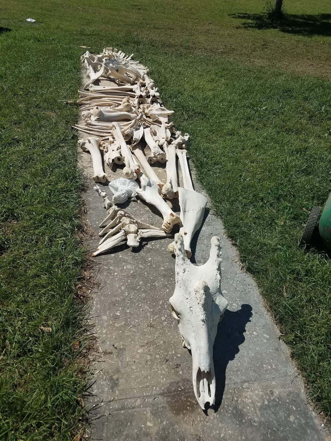 REAL BONE Bull Giraffe Skeleton - Etsy