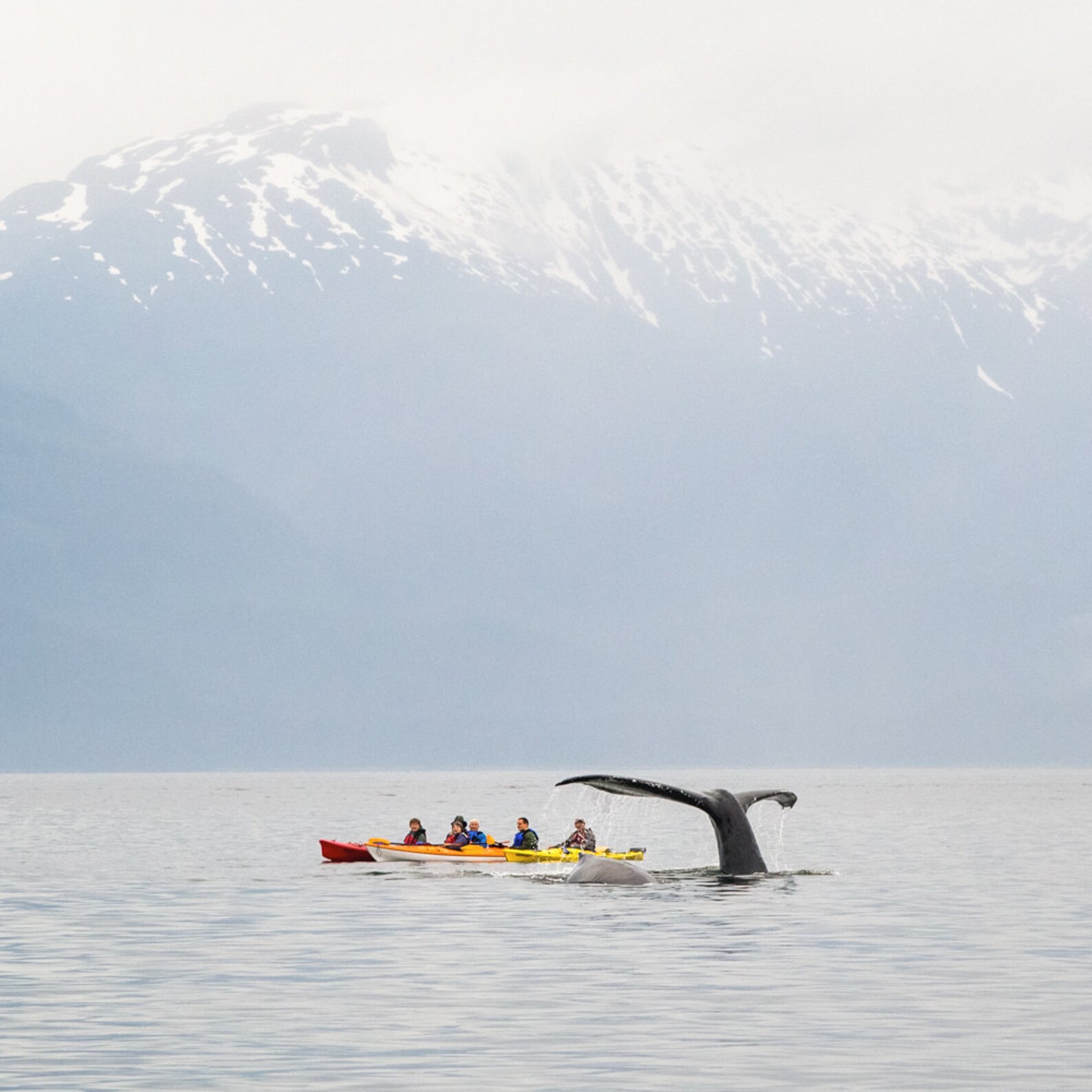 Kayak, Whales, Photography, Whale Tail Photo, Amazing Photo, Nature ...
