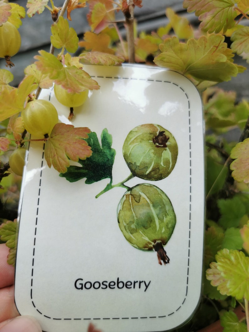 Printable Berry Flash Cards for Kids - Educational PDF With 12 ...