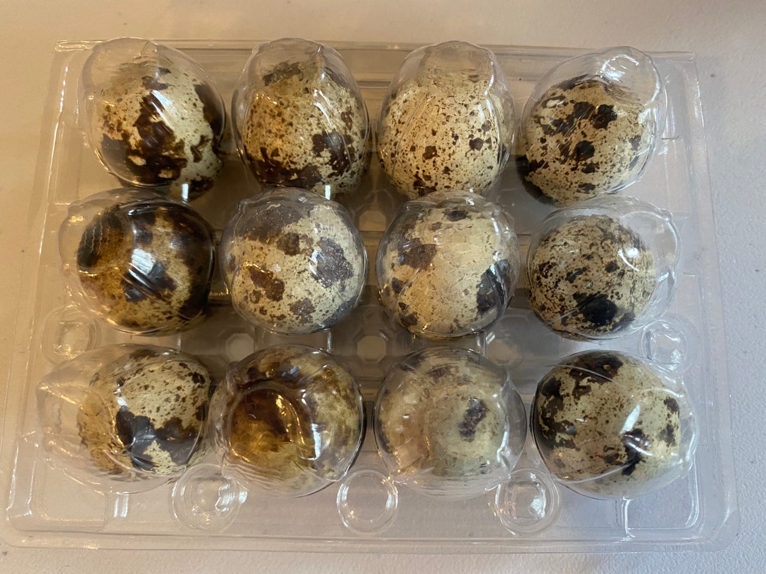 Quail Egg Shells (cut Top) for Crafts - Etsy