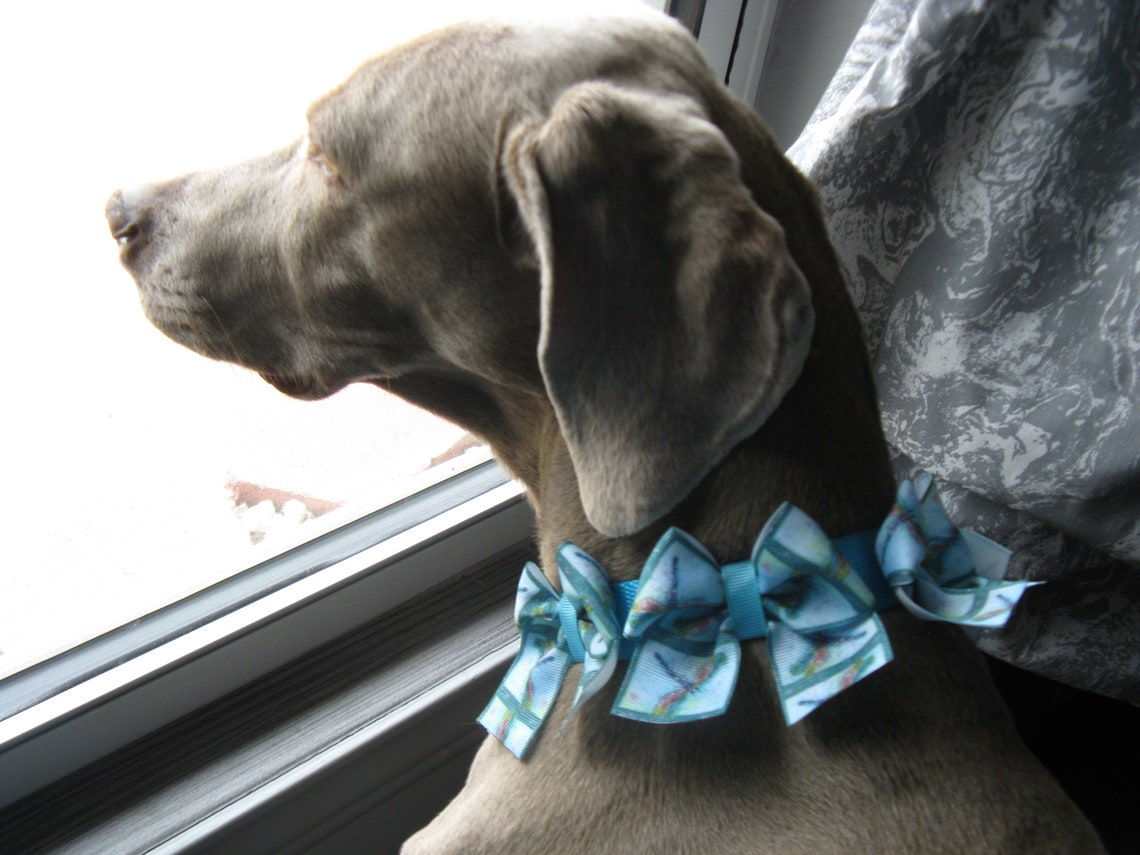 Dragonflies-beautiful & Classy Dragonfly Ribbon Dog - Etsy