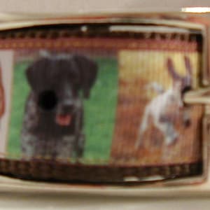 German Shorthaired Pointer Dog Collar, GSP - Etsy